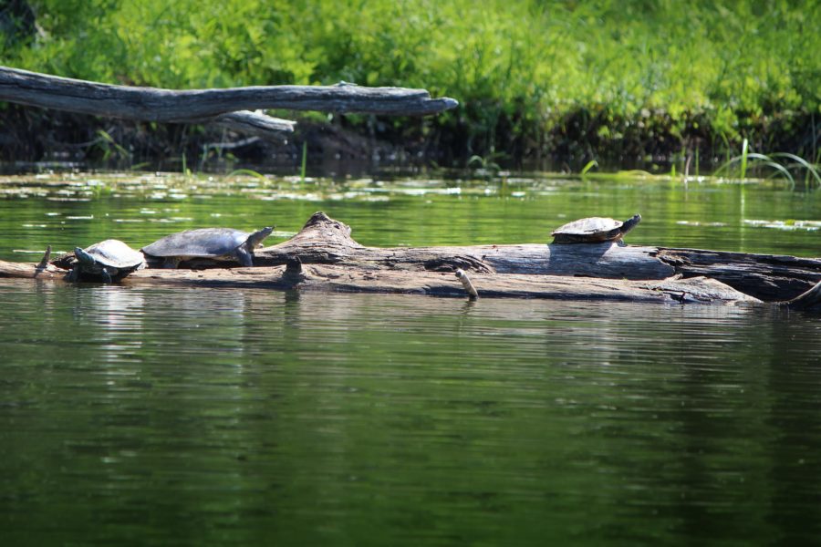 Home - Lake Champlain Basin Program