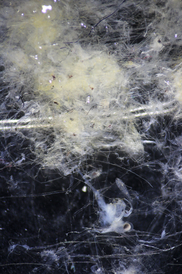 News Release: Fishhook waterflea infests Lake Champlain - Lake ...