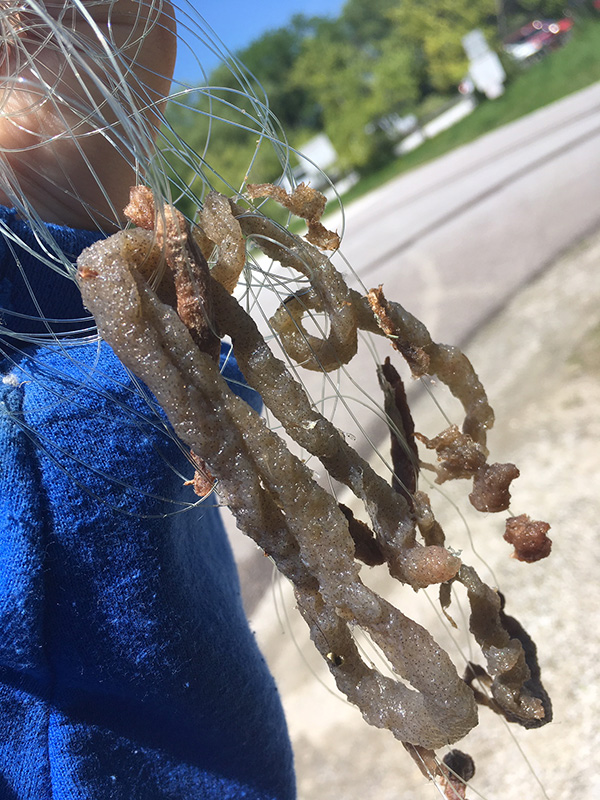 News Release: Fishhook waterflea infests Lake Champlain - Lake ...