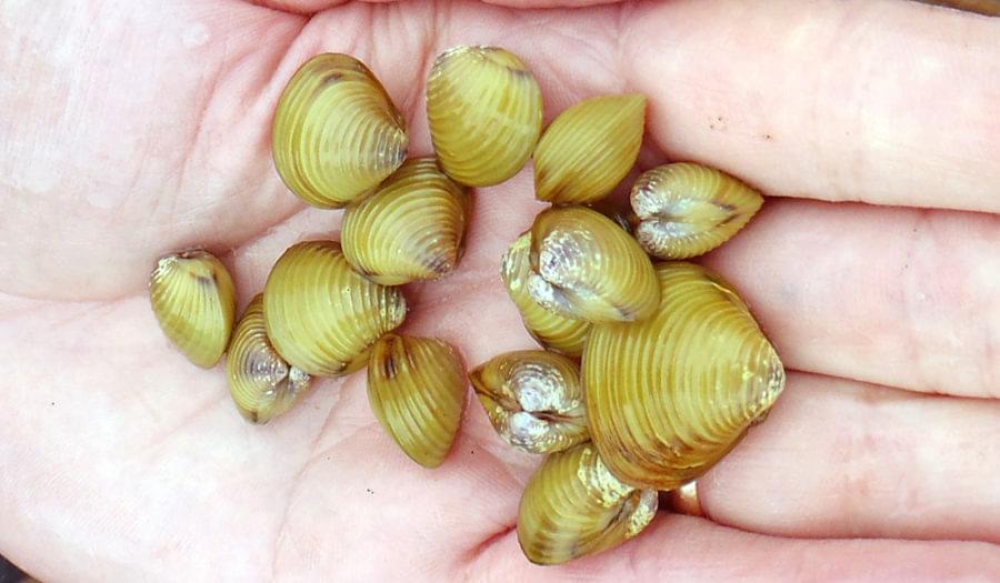 Aquatic Invasive Species (AIS) - Lake Champlain Basin