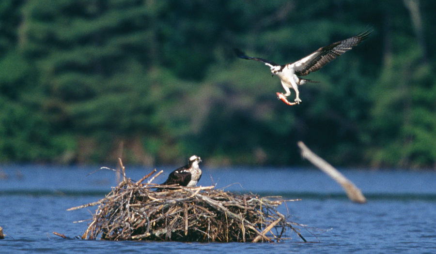 Biodiversity - Lake Champlain Basin Program