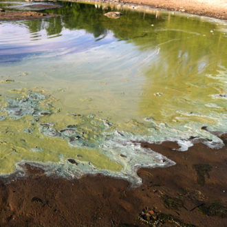 Nutrients and Cyanobacteria - Lake Champlain Basin Program
