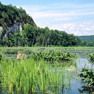 Wetlands - Lake Champlain Basin Program