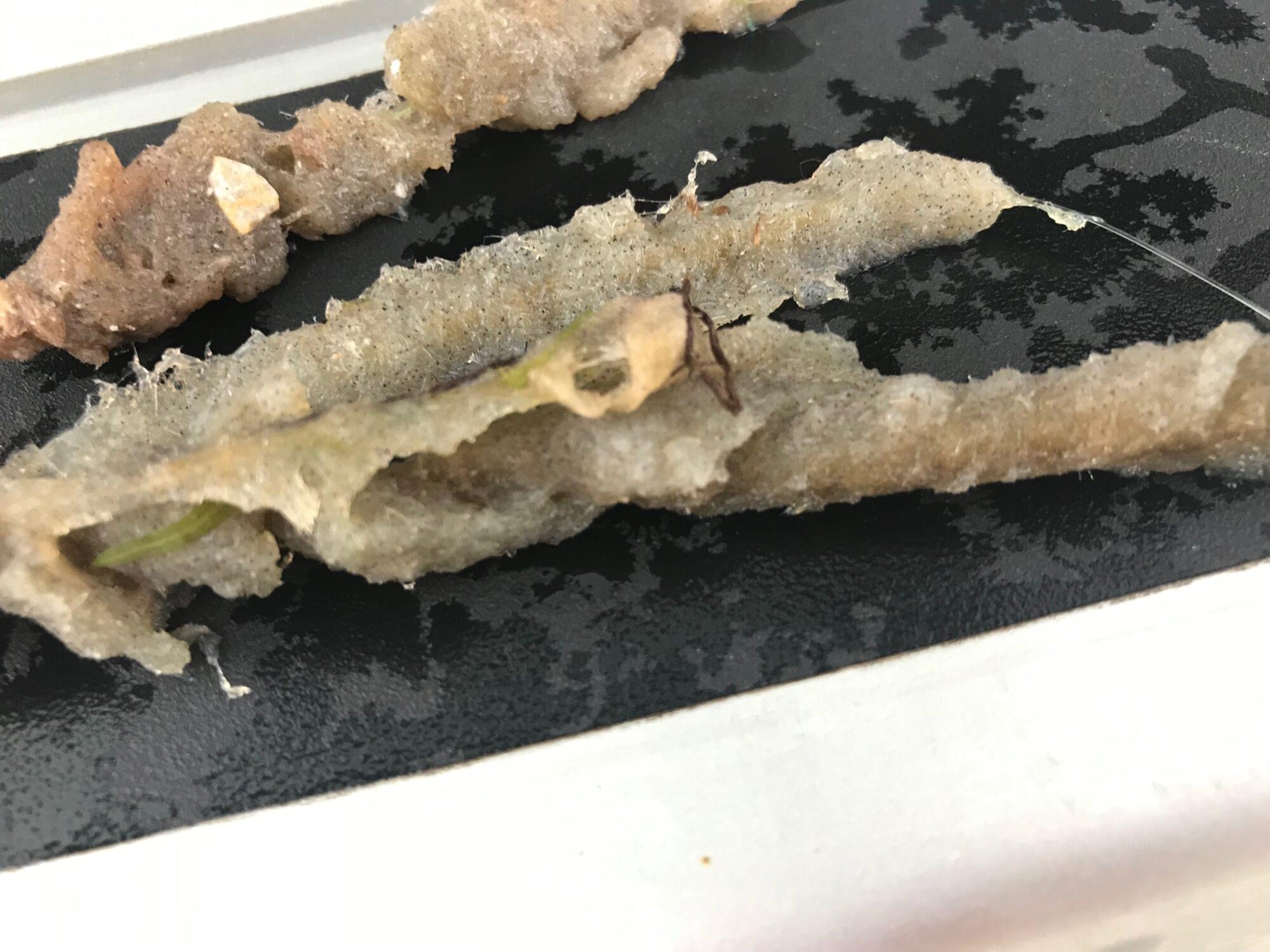 Photo Gallery: Aquatic Invasive Species - Lake Champlain Basin Program