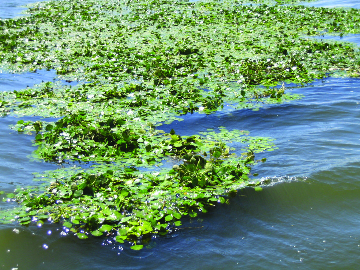 Photo Gallery: Aquatic Invasive Species - Lake Champlain Basin Program