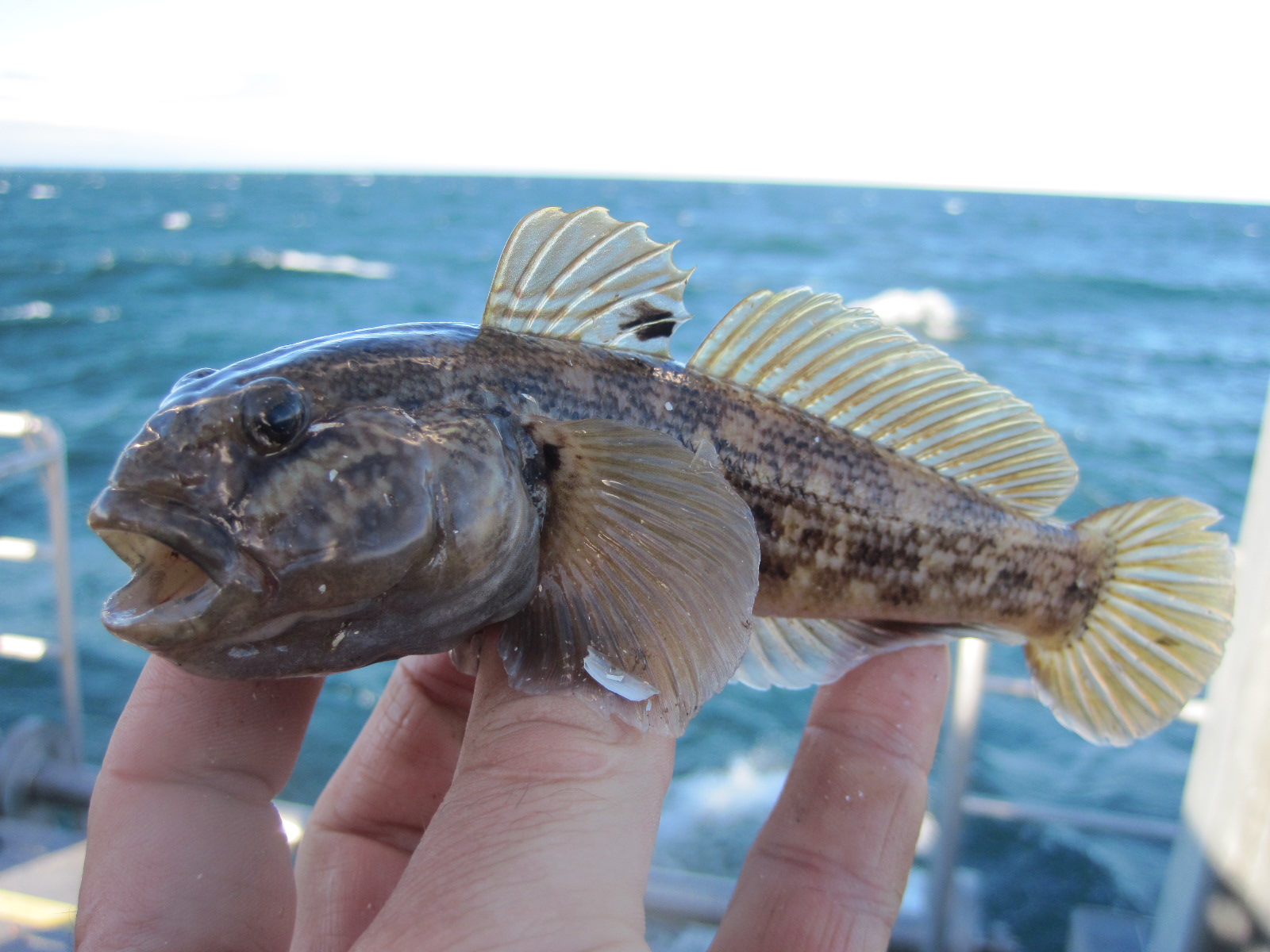 Photo Gallery: Aquatic Invasive Species - Lake Champlain Basin Program