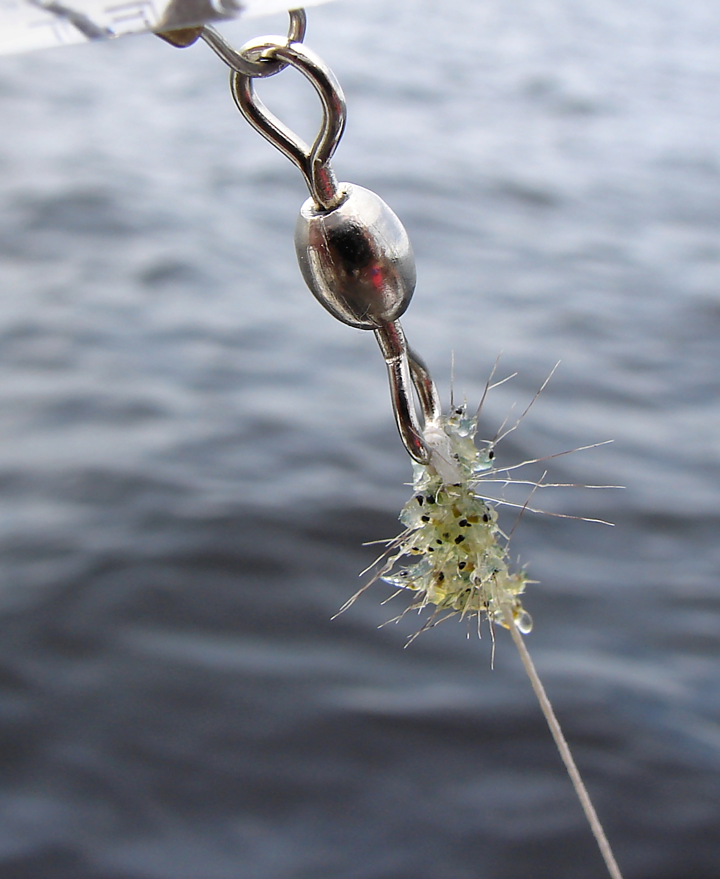 Photo Gallery: Aquatic Invasive Species - Lake Champlain Basin Program