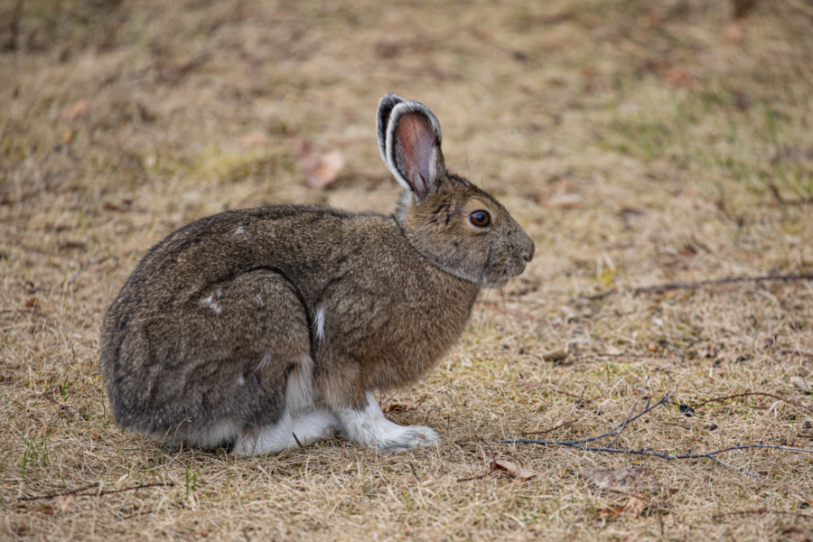 Q: Which Lake Champlain Basin animals turn white in the winter? - Lake ...